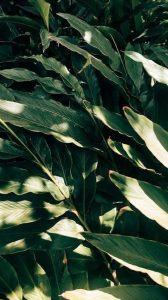 Indiana Glass Patterns: Your Ultimate ID Guide!